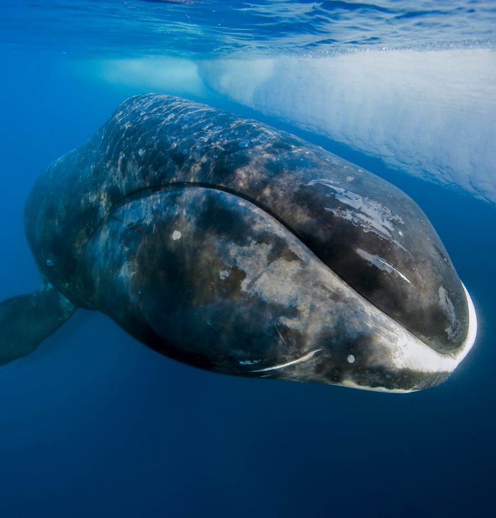 Bowhead whales live more than 200 years and primarily eat one thing—Is ...